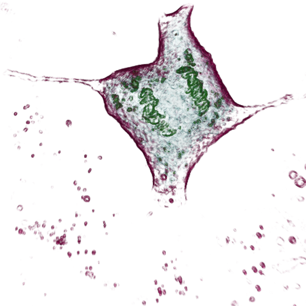 NANOLIVE – Image Solutions – Imsol