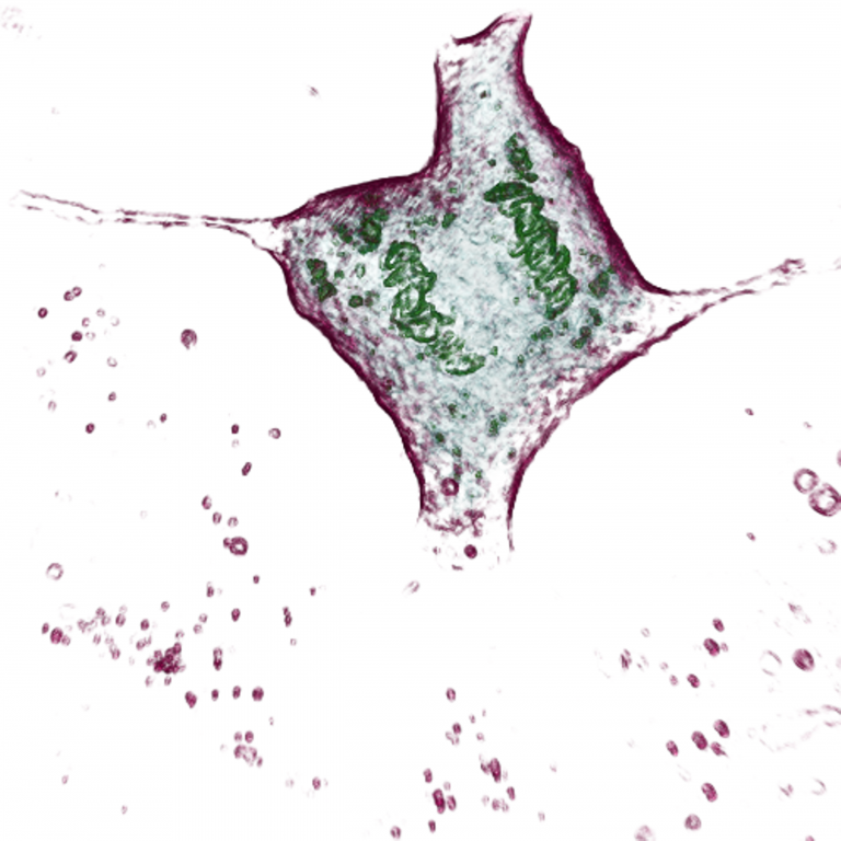 NANOLIVE – Image Solutions – Imsol